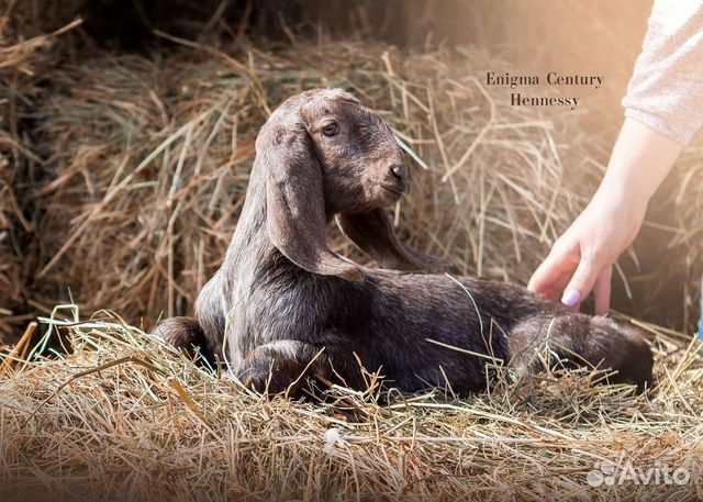 Козлик нубийский