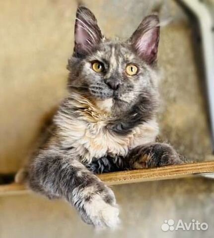 Кошечка голубокремовая черепаха