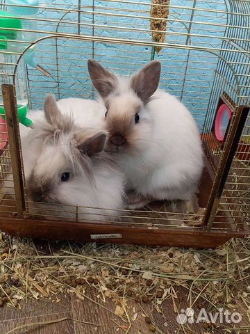 Декоративные кролики