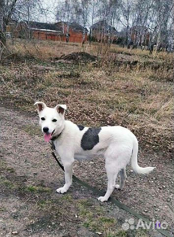 Линда - щенок подросток