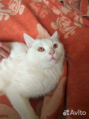 Белый кот