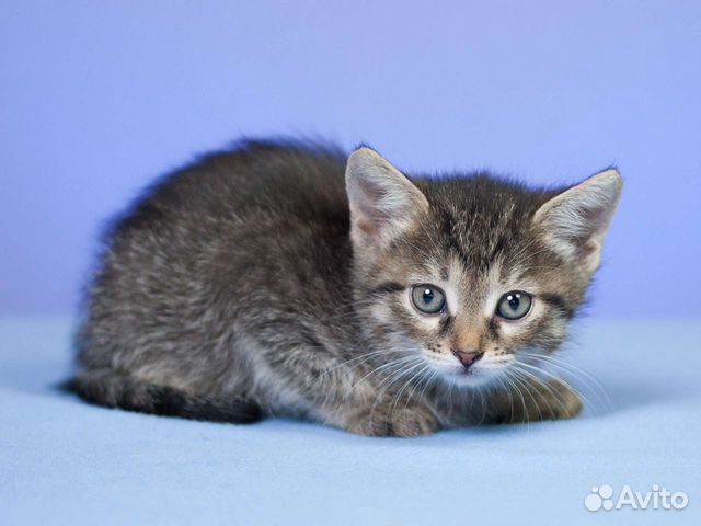 Котенок девочка Бася 1,5 мес в дар