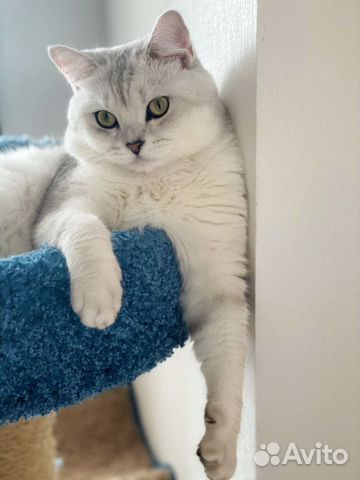 Кот на вязку
