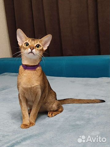 Абиссинская красотка