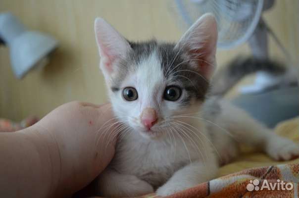 Котенок Вжика в добрые руки