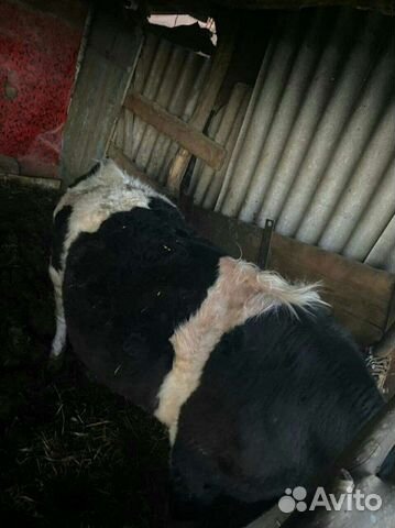 Быки на мясо и хряк