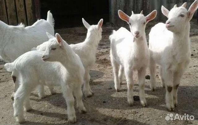Продам козлят