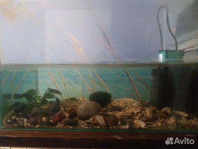 Тритоны, аквариум