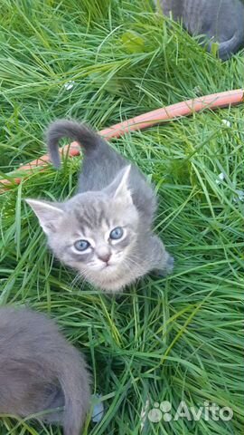 Метисы благородного Шотландца и русской дворянки