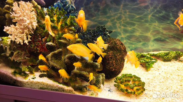 Цихлида Еллоу Стайка 30-40 шт