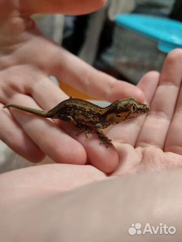 Мелочь ушастого бананоеда