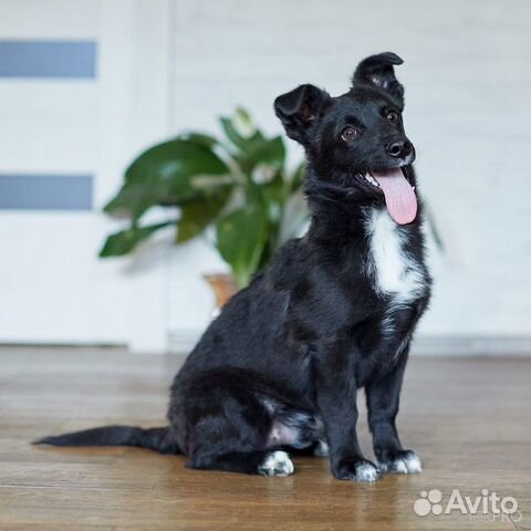 Щенок Стёпа ищет хозяина. Отдадим в хорошие руки