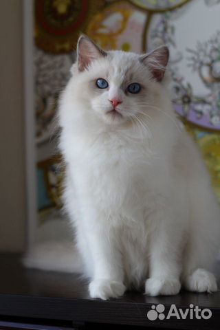 Рэгдолл котик голубой биколор