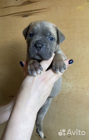 Кане Корсо - форментино малыши