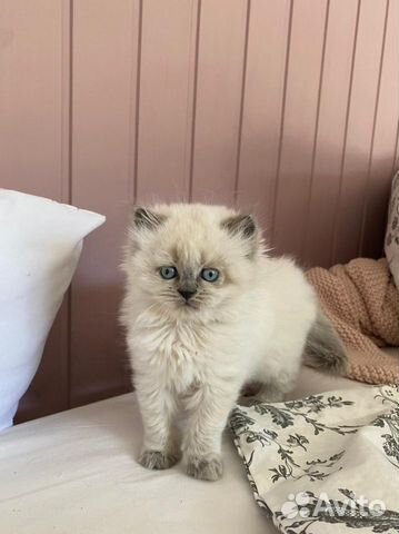 Котёнок британский