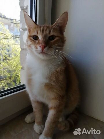 Рыжулик в добрые руки