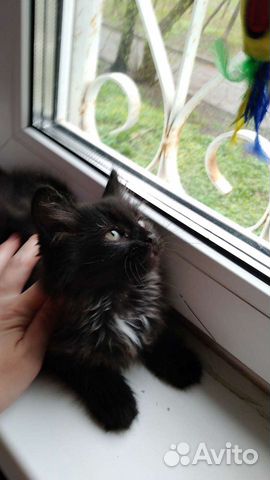 Комочек счастья)