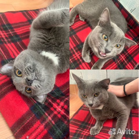 Котик,похож на смесь Британца,ищем передержку или