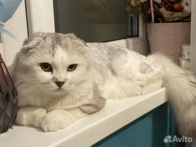 Шотландский кот вязка