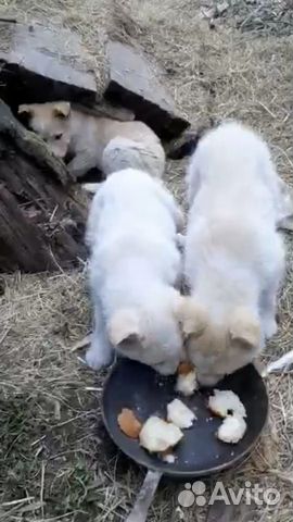 Шикарные белоснежные щенки