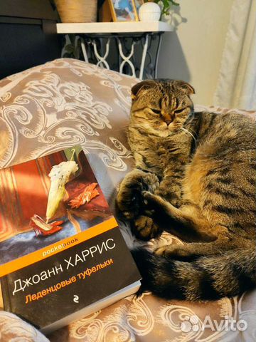 Кошка вислоухая