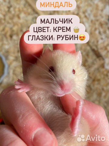Сирийский хомяк ручной малыш