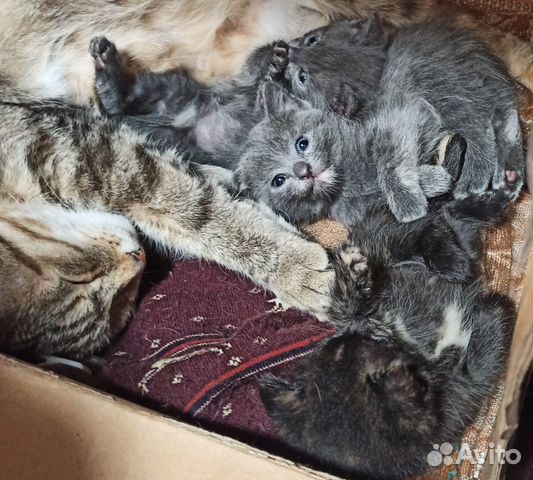 Котята в добрые руки