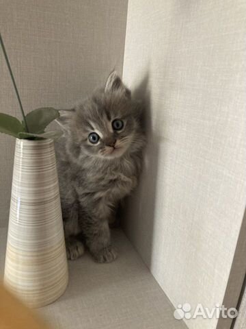 Кошки в добрые руки бесплатно