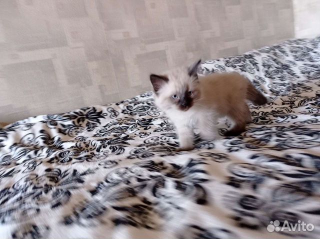 Невские пушистики 2 месяца