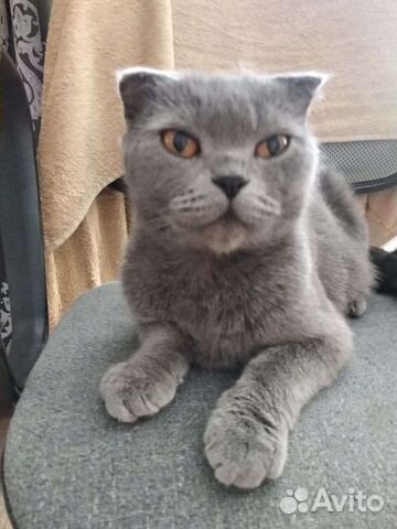 Британская