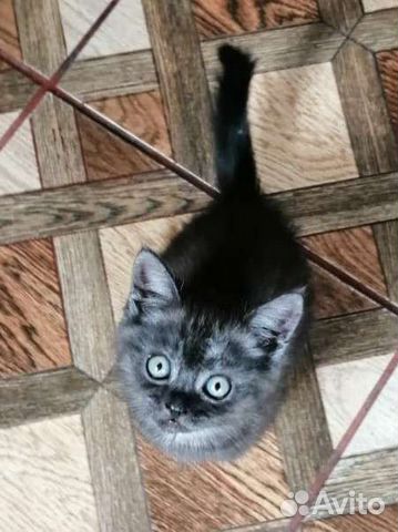 Шотландская котята