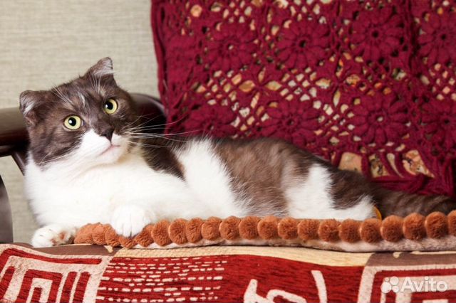 Молодой котик Филипп ищет дом