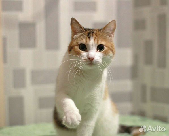 Кошечка в добрые руки