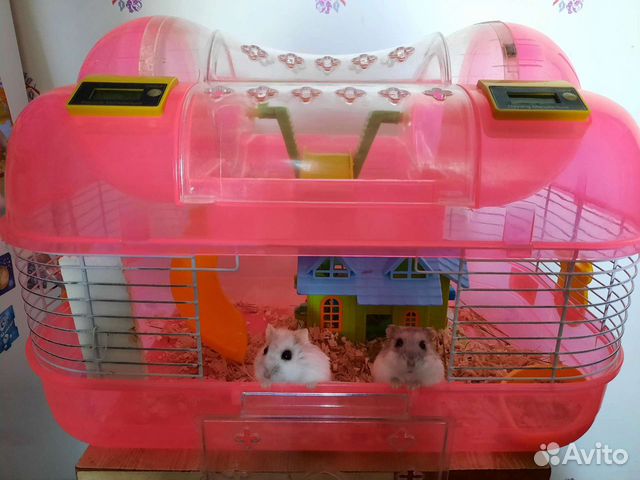 Джунгарские хомяки две сестрички