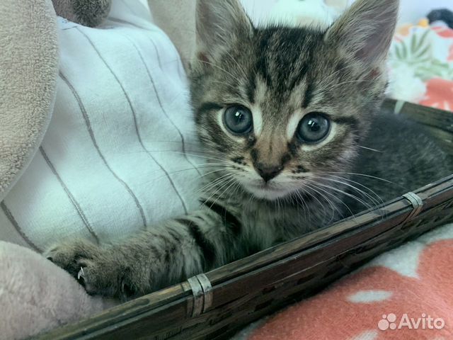 Котёнок Микки в добрые руки