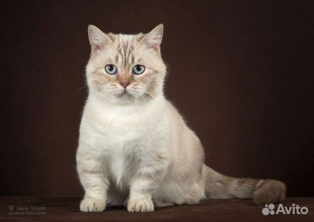 Котик Манчкин