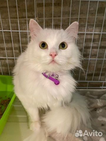 Дом для красавицы-кошки Барби