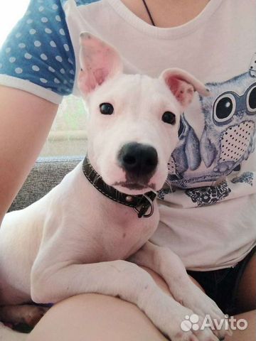 Собака в добрые руки щенок стафф