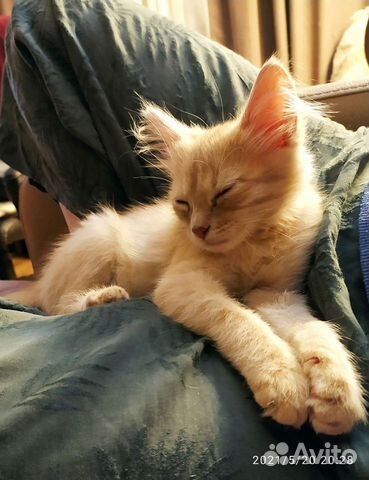 Котенок в дар, 2,5 мес, мальчик, нужна семья