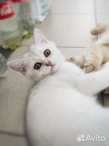 Шотландский котенок