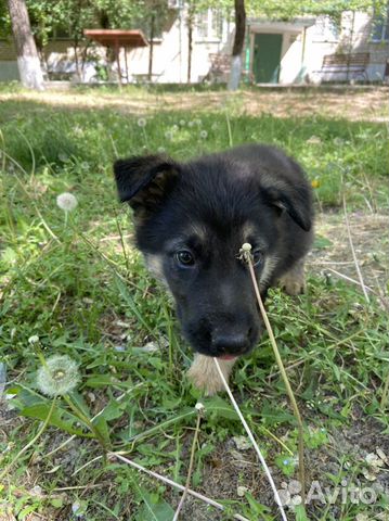 Щенки немецкой овчарки