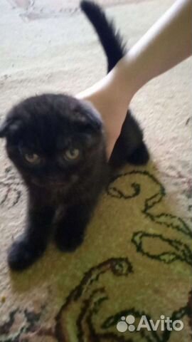 Веслаухий кот