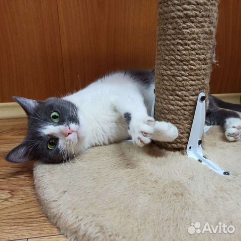 Кошка Мася ищет дом