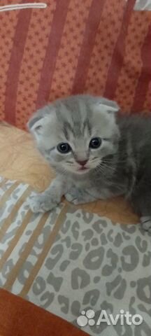Котенок шотландской кошки