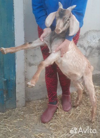 Англо нубийские козлики и козы 3 месячные