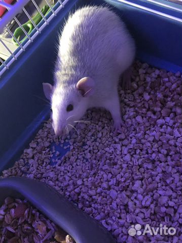 Декоративная крыса