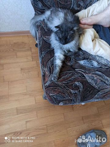 Отдам бесплатно кошку и кота