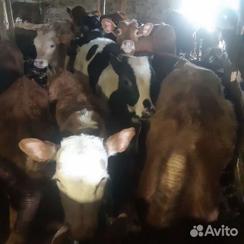 Продаются тёлочки от 3 до 6 месяцев