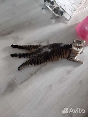 Шотландская веслоухая Кошка