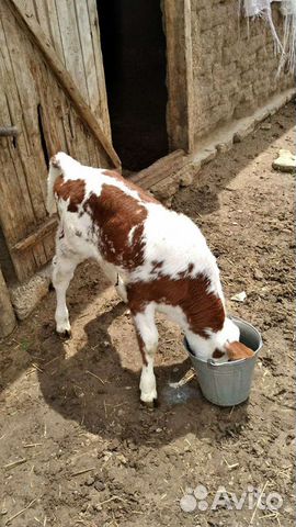 Телка 2 недели